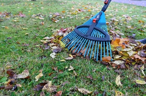 raking fallen leaves in back garden october 22 2022 Kumla Sweden ...
