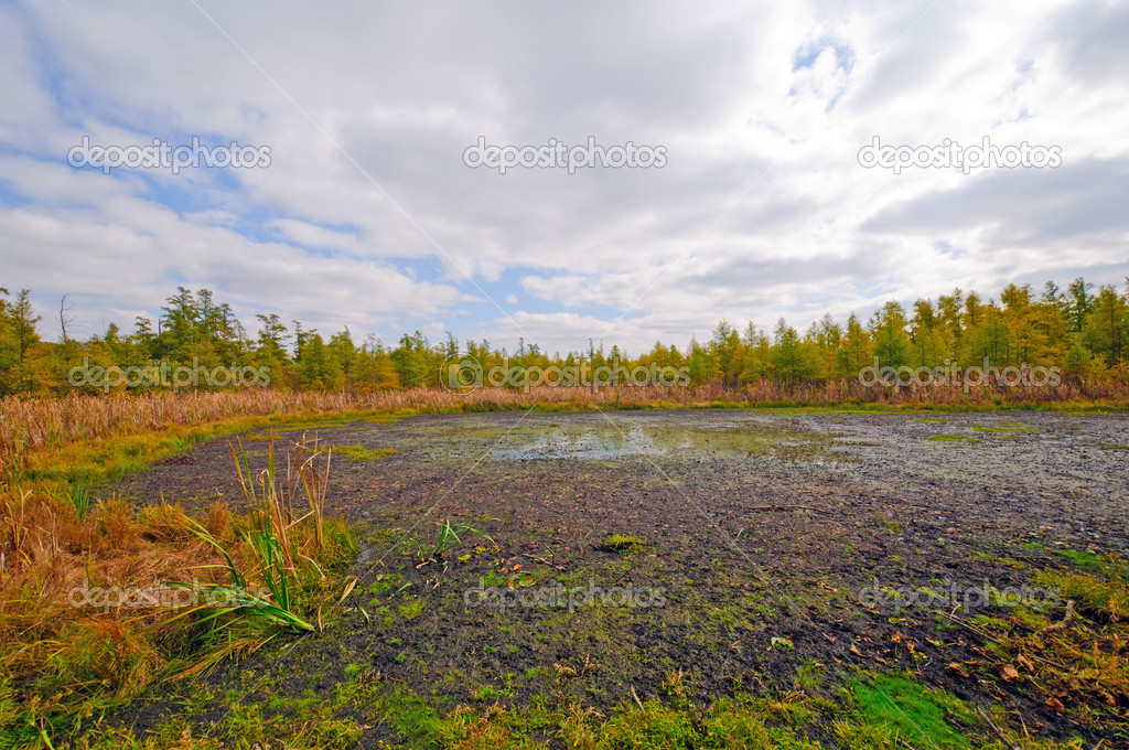 Wetland Bog in the Midwest — Stock Photo © wildnerdpix #13920761