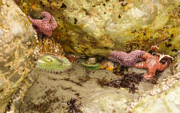 Tide pool life Stock Photos, Royalty Free Tide pool life Images ...