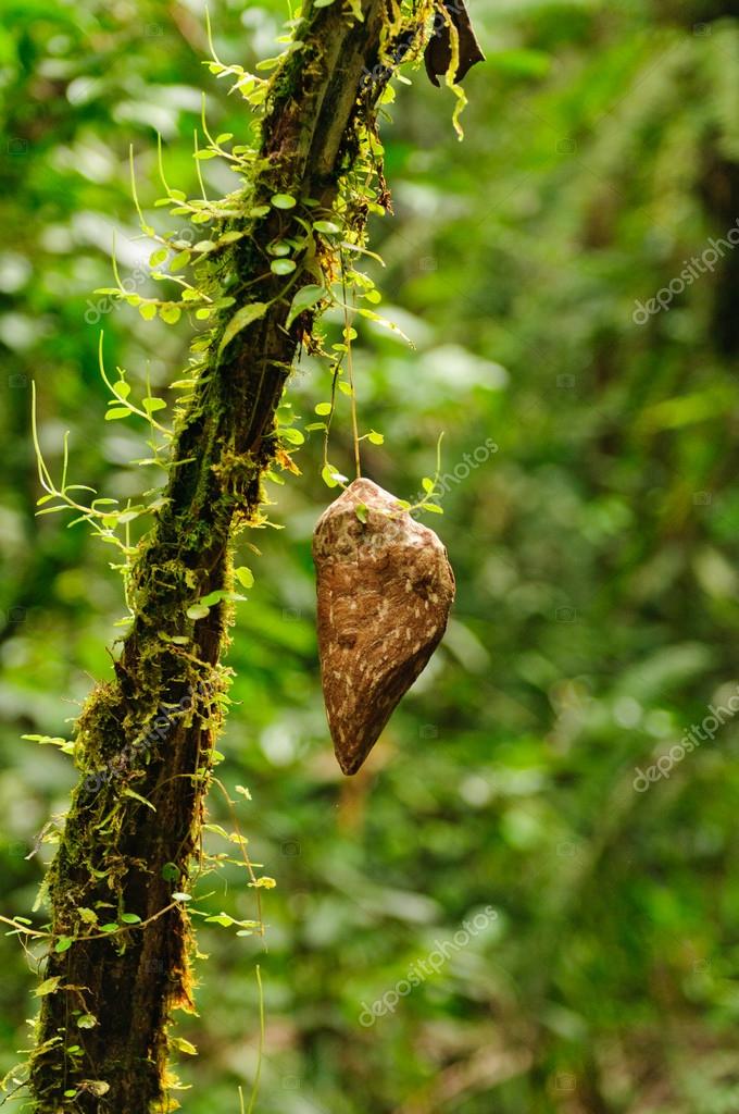 Chrysalis in a Rain forest tree — Stock Photo © wildnerdpix #23966683
