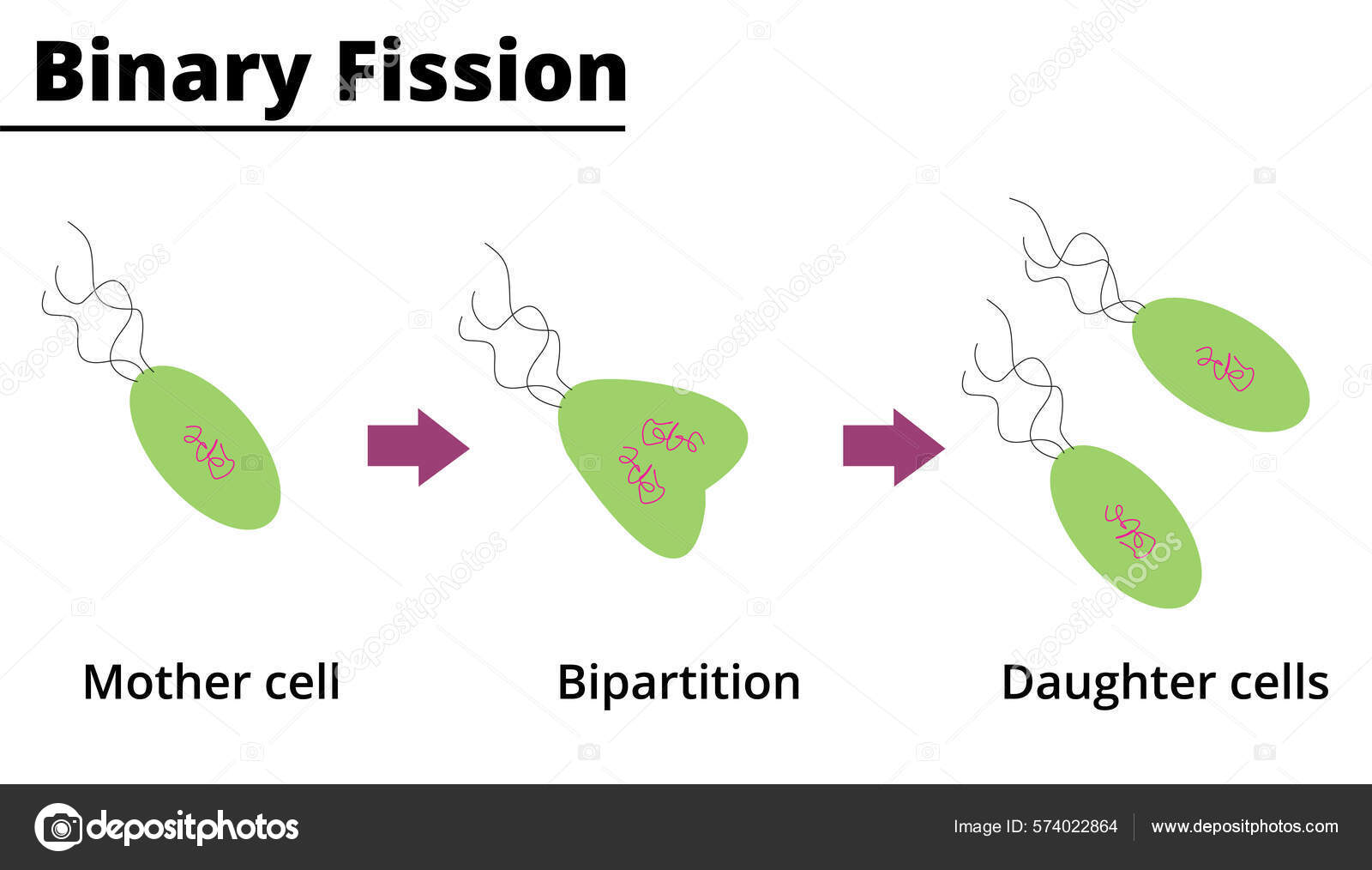 Binary Fission Asexual Reproduction Some Unicellular Organisms Vector ...