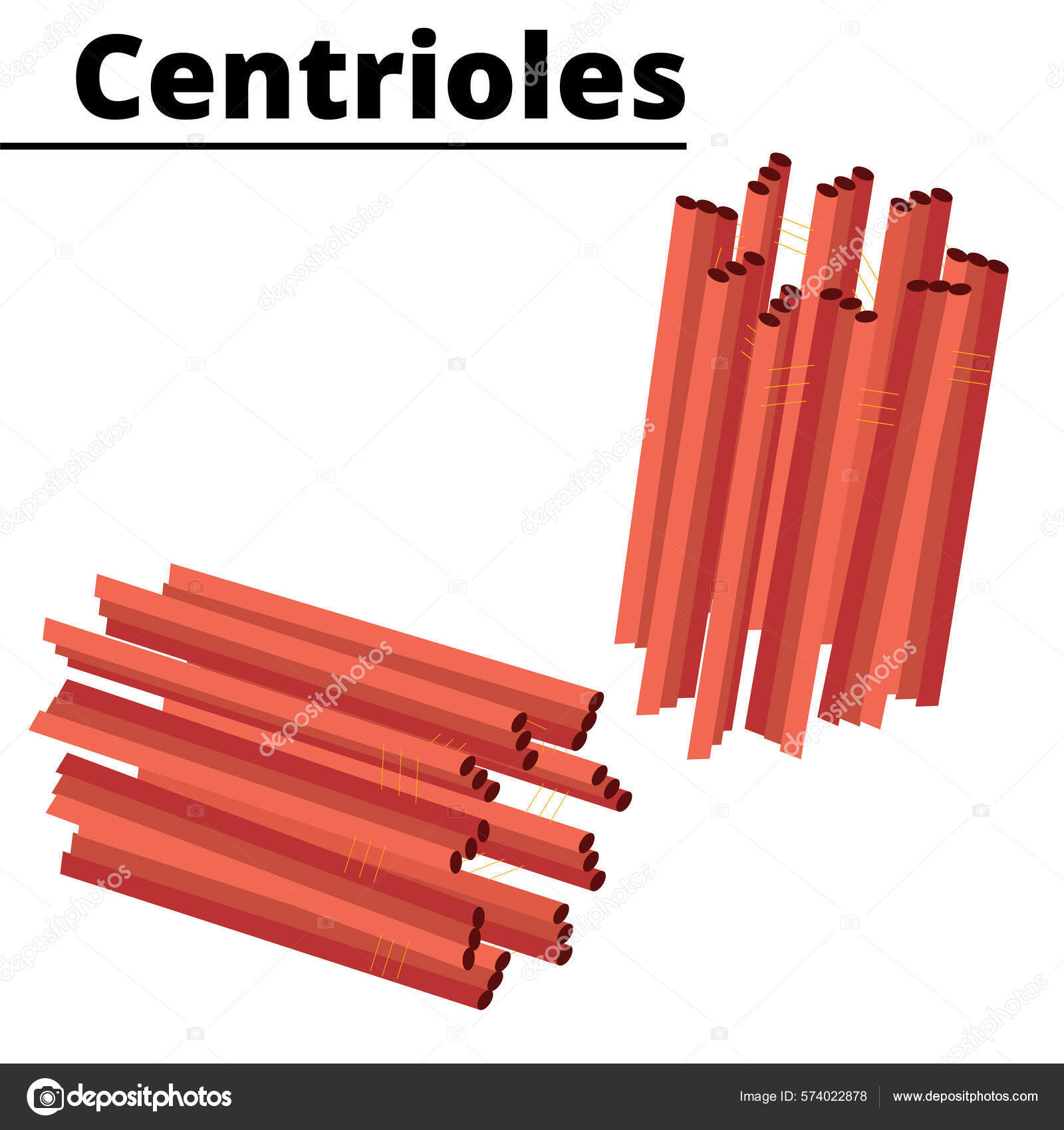 Struktur Sentriol Sentriol Organelle Sel Eukariotik Cytoskeleton Vektor ...