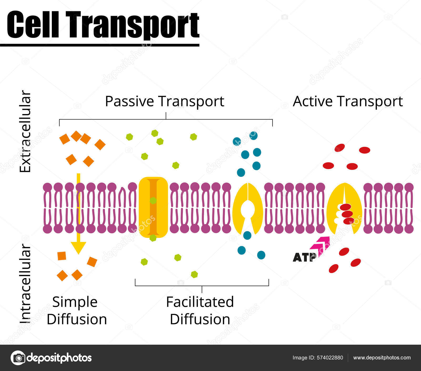Active Transport Labeled Diagram
