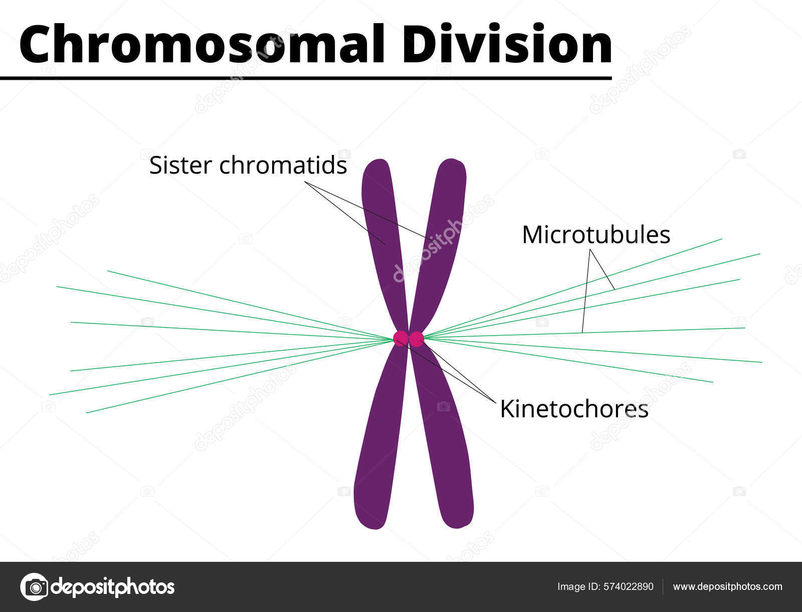 Proceso Cromosómico Durante División Celular Con Los Microtúbulos ...