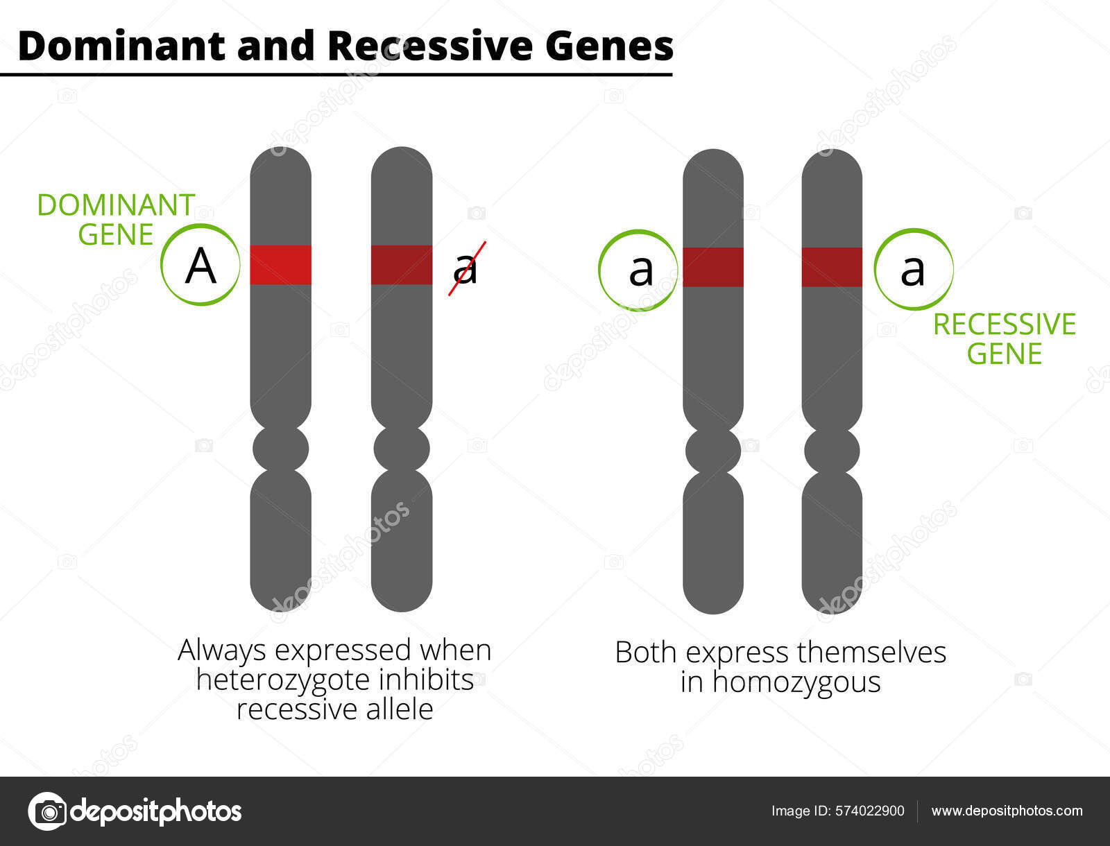 Homozygous Dominant Homozygous Dominant