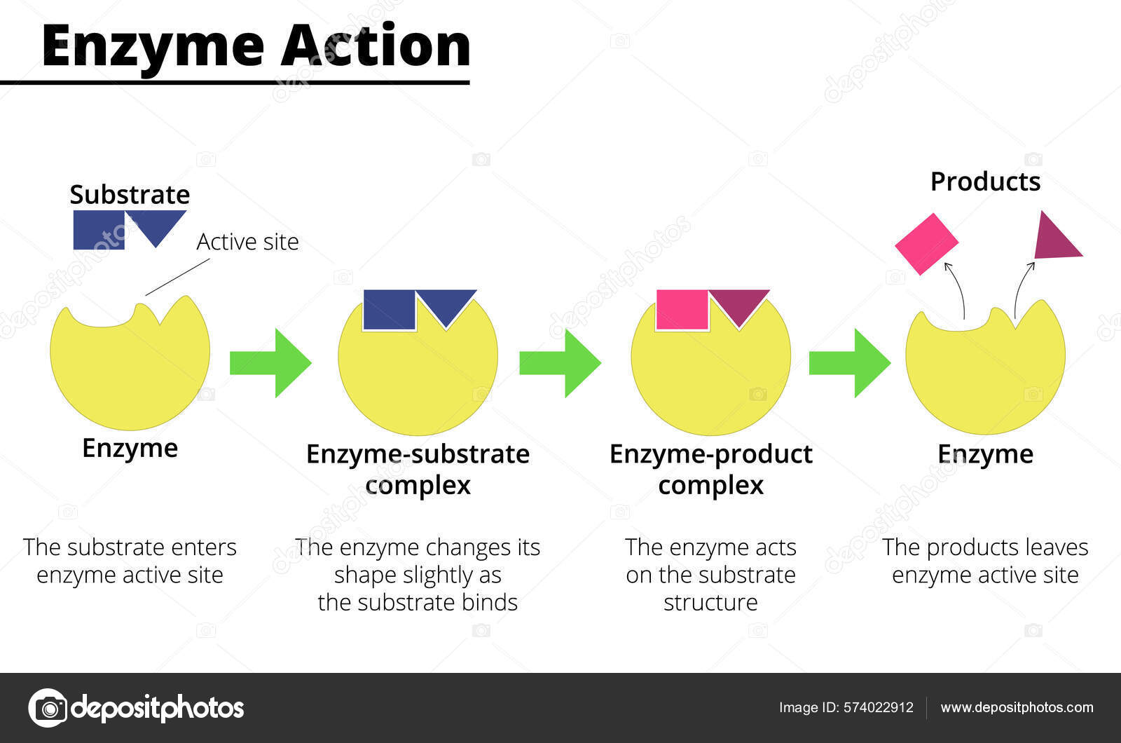 Enzyme Substrate Diagram