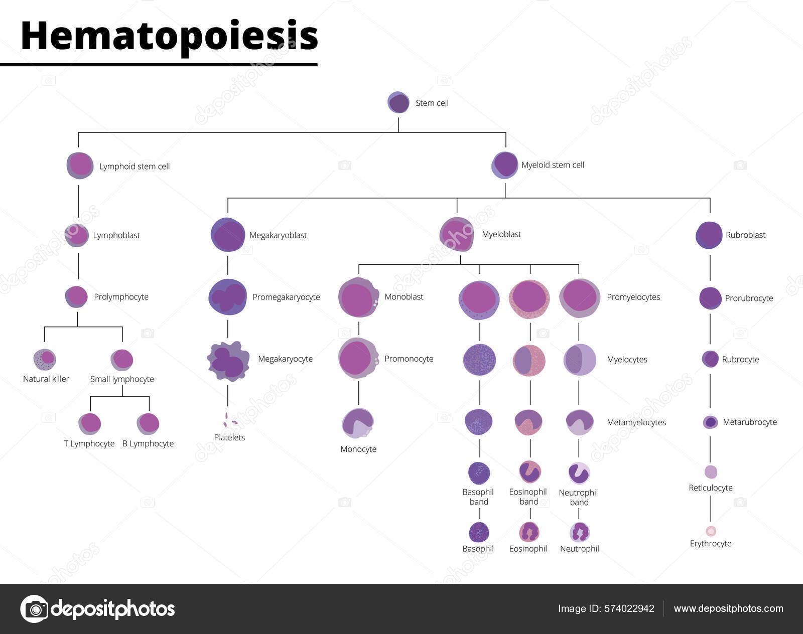 Hematopoiesis Diagram