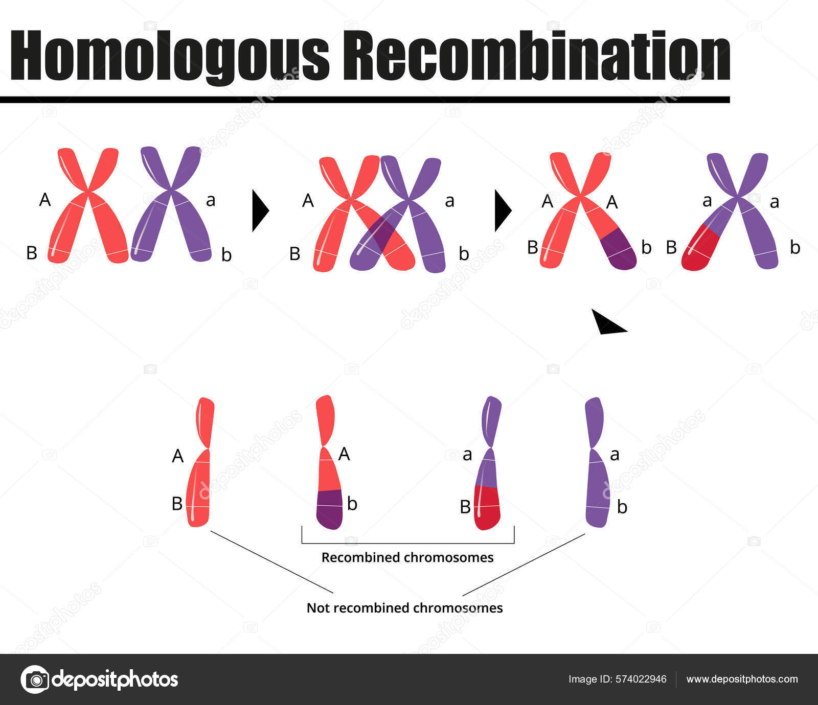 Homologous Chromosomes Diagram