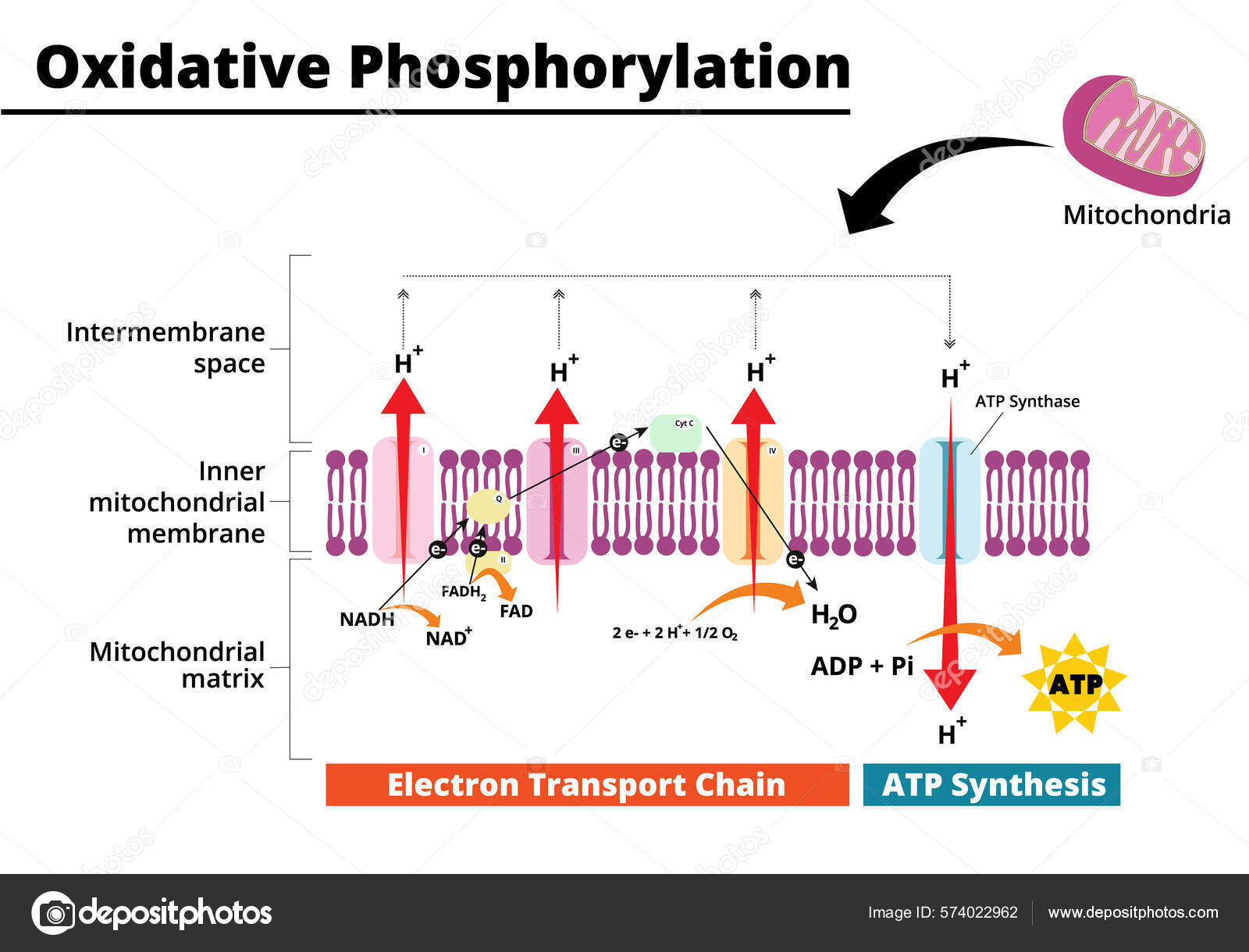 Oxidative Phosphorylation Process Electron Transport Chain Final Step ...