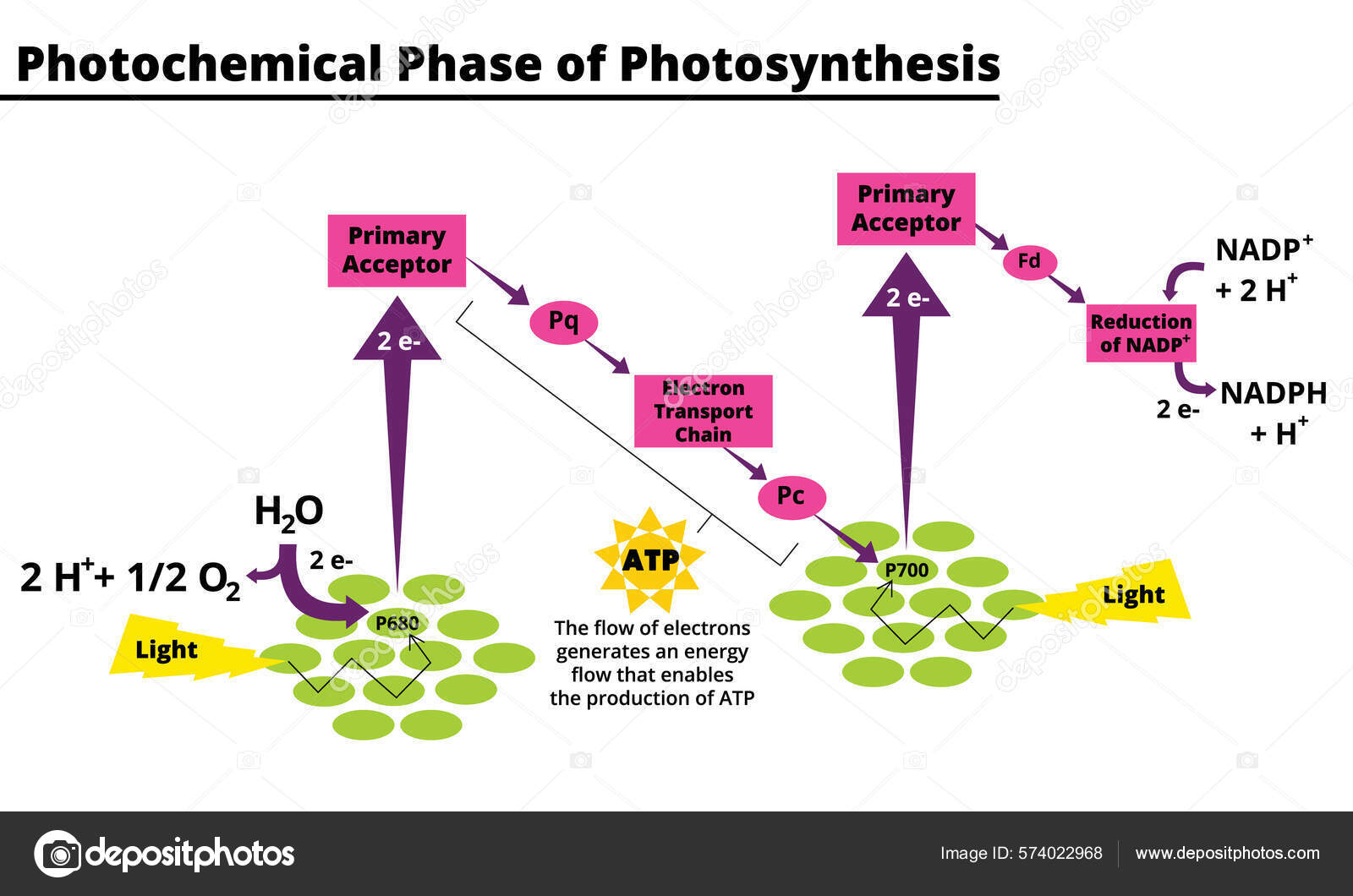 Photochemical Phase Photosynthesis Biological Vector Illustration ...