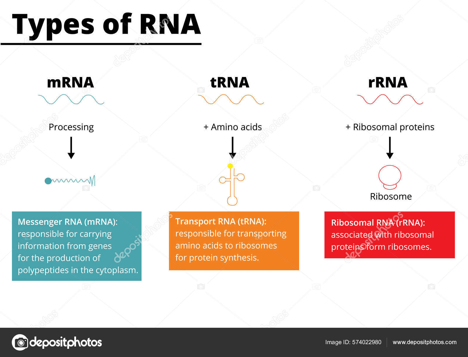 Tipos Arn Arn Mensajero Arnm Arn Transporte Arnt Arn Ribosómico Stock Vector by ©angela.coraiola ...