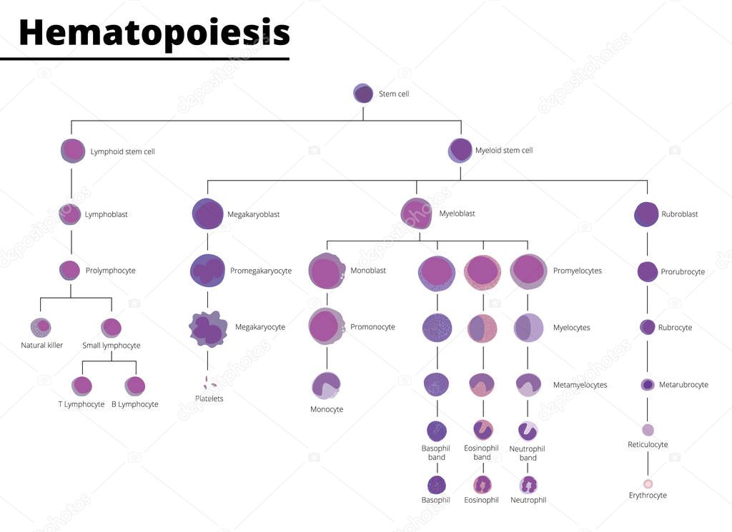 Diferenciaci n hematopoyesis de los tipos de c lulas sangu neas infograf a c lulas madre ...