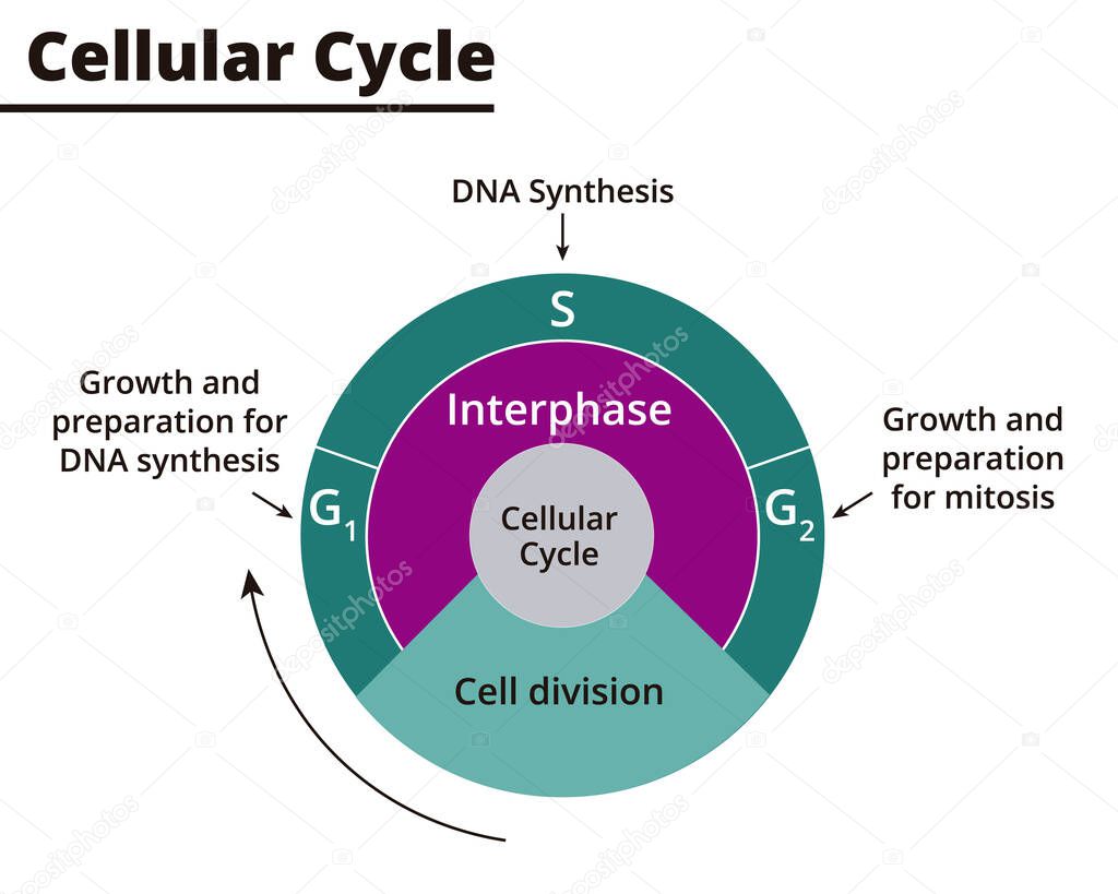 Cellular cycle diagram. Cell cycle phases. Life cycle of a cell. DNA ...