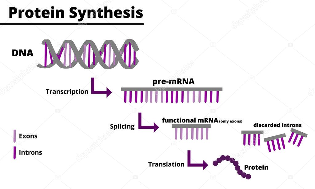 Produced Proteins at Therese Arnold blog