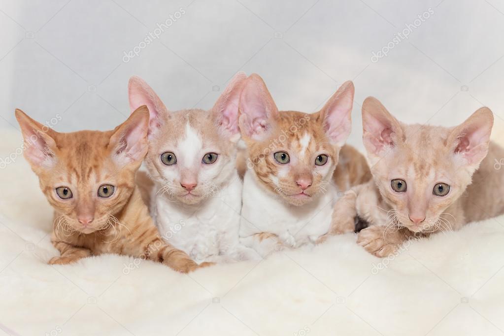 A group of kittens red teddy Cornish Rex Stock Photo by ©delpaul 27348803