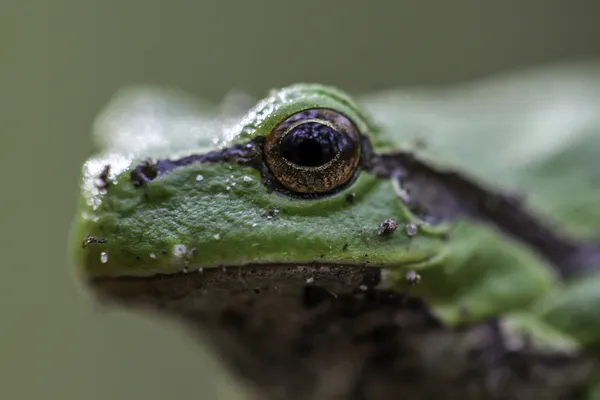 Close up de sapo Stock Photos, Royalty Free Close up de sapo Images ...