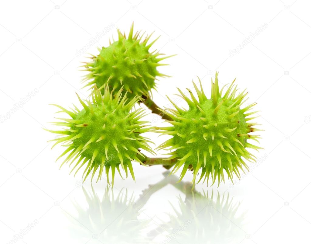 Three immature chestnut on a white background Stock Photo by ©evgenyiL ...