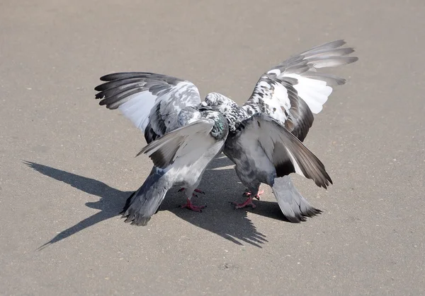 Two loving doves — Stock Photo © evgenyiL #33911979