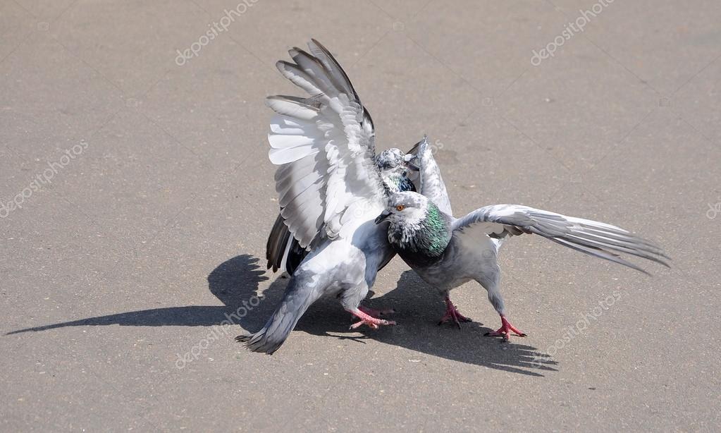 Two loving doves — Stock Photo © evgenyiL #33911979