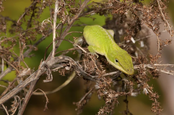 Upland grass anole Stock Photos, Royalty Free Upland grass anole Images ...