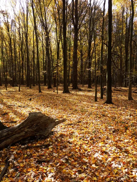 Fall Woodland Scene - Stock Image - Everypixel