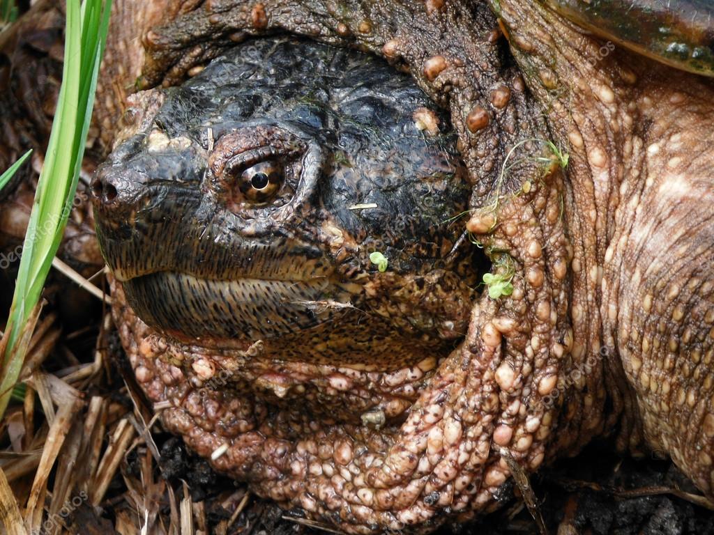 Snapping Turtle Face — Stock Photo © crookid #37802881