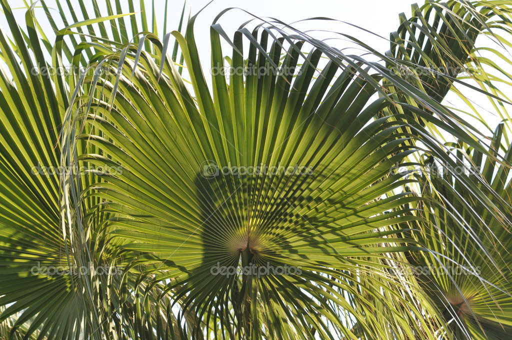 Leaves of a palm tree Stock Photo by ©Raolia 31488551