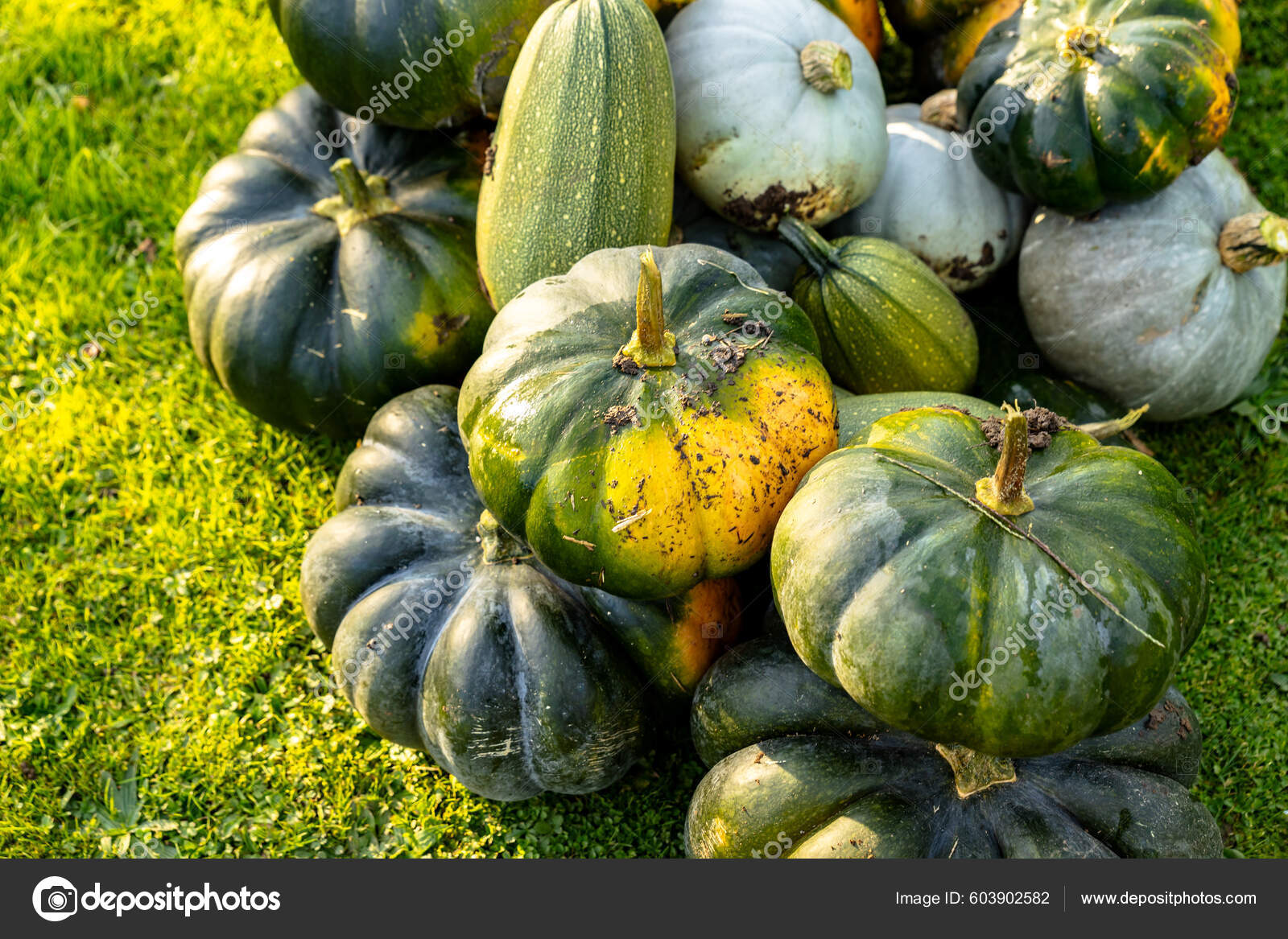 Cucurbitaceae Family