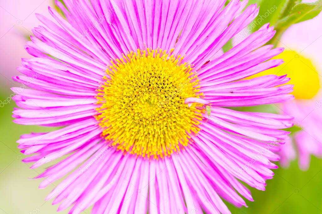 Fleabane mexicano o Erigeron karvinskianus en flor. Rosa con corazón amarillo en la familia de ...