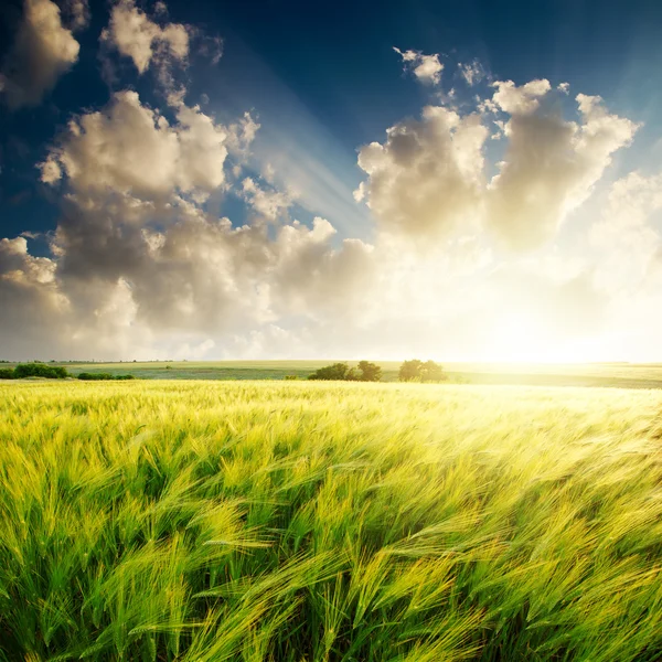Sunset over green field with barley - Stock Image - Everypixel
