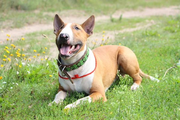 Diploma perro bull terrier Stock Photos, Royalty Free Diploma perro ...