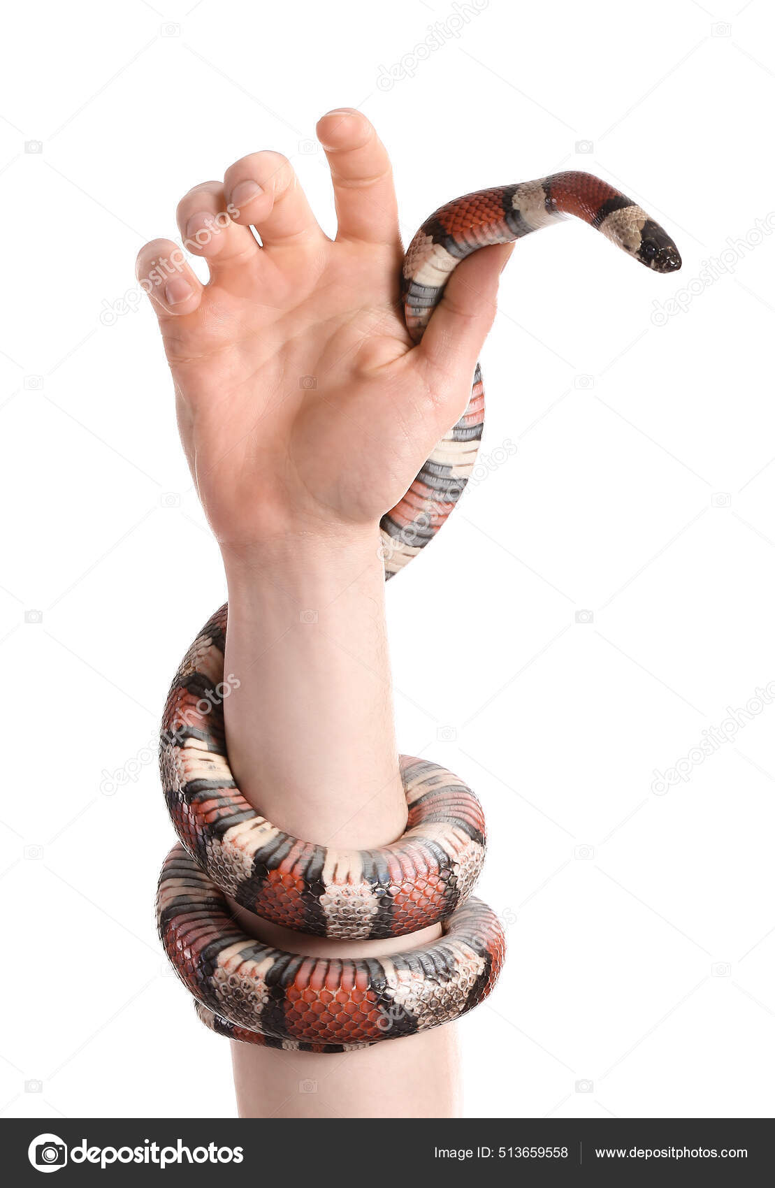 Hand Owner Red King Snake White Background — Stock Photo © serezniy ...