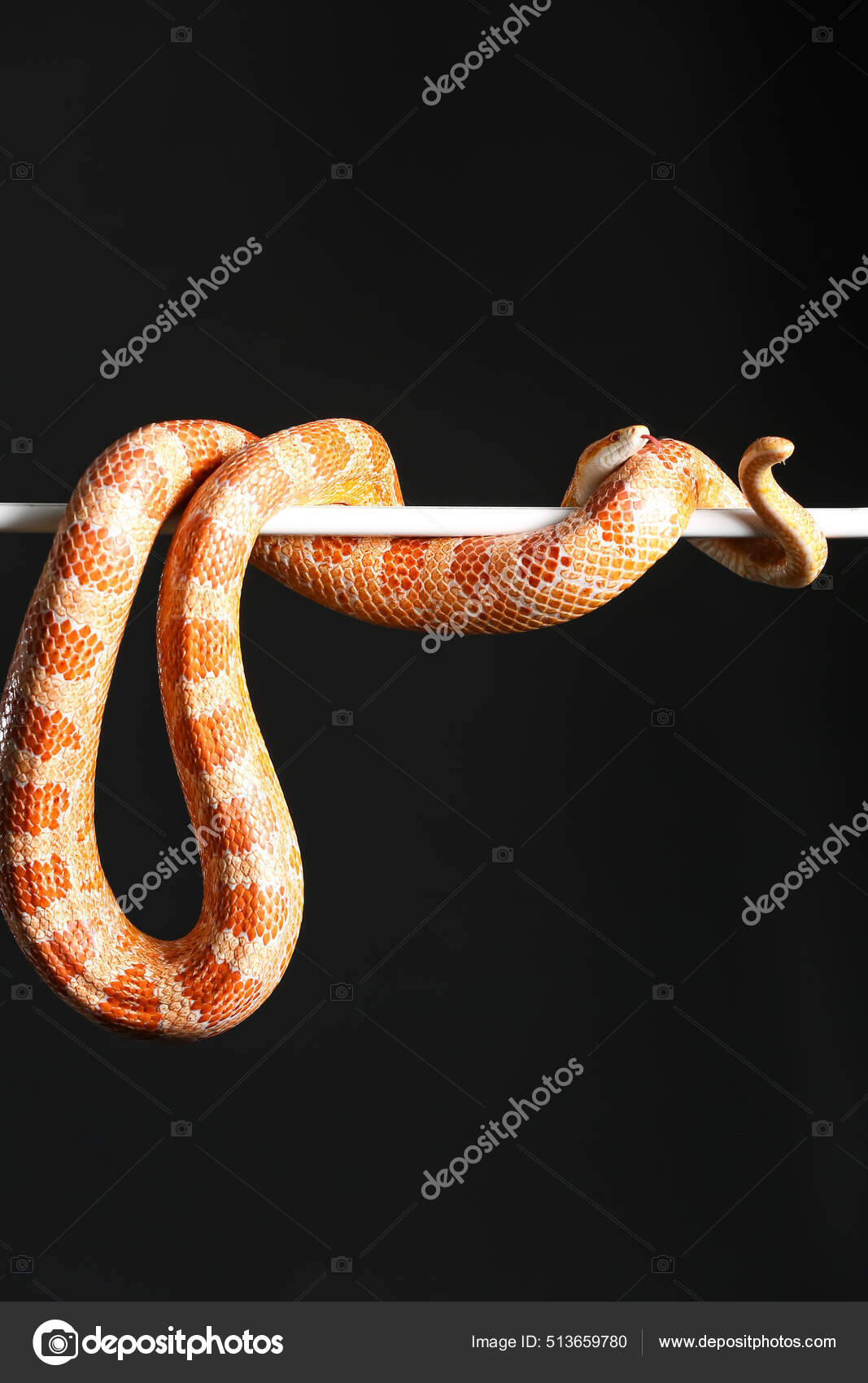 All Black Corn Snake