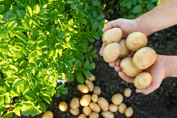 Plantacion de patatas Stock Photos, Royalty Free Plantacion de patatas ...
