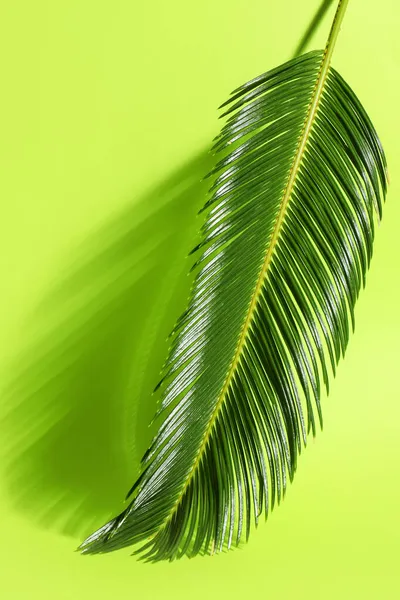 Green Tropical Palm Leaf Color Background — Stock Photo © serezniy ...