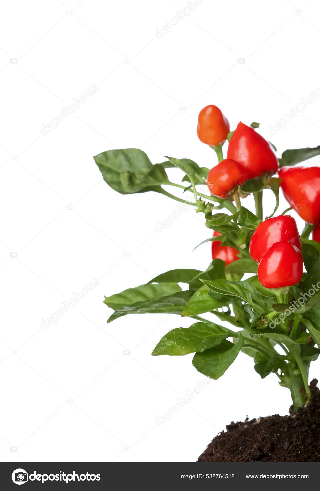 Pepper Tree Ground White Background Closeup Stock Photo by ©serezniy ...