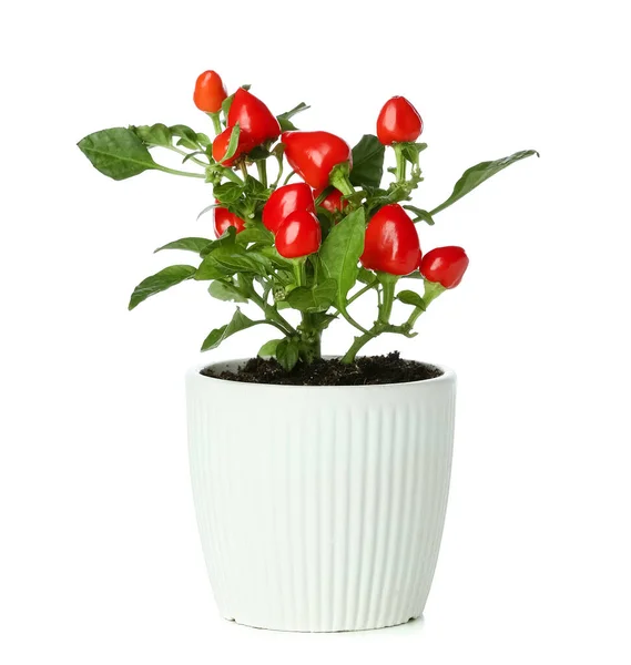 Chilli plant pot Stock Photos, Royalty Free Chilli plant pot Images ...