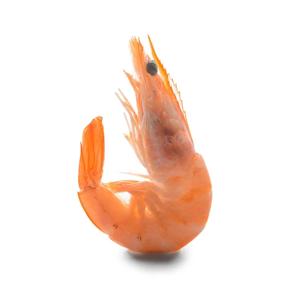 Butterfly Shrimp Alive