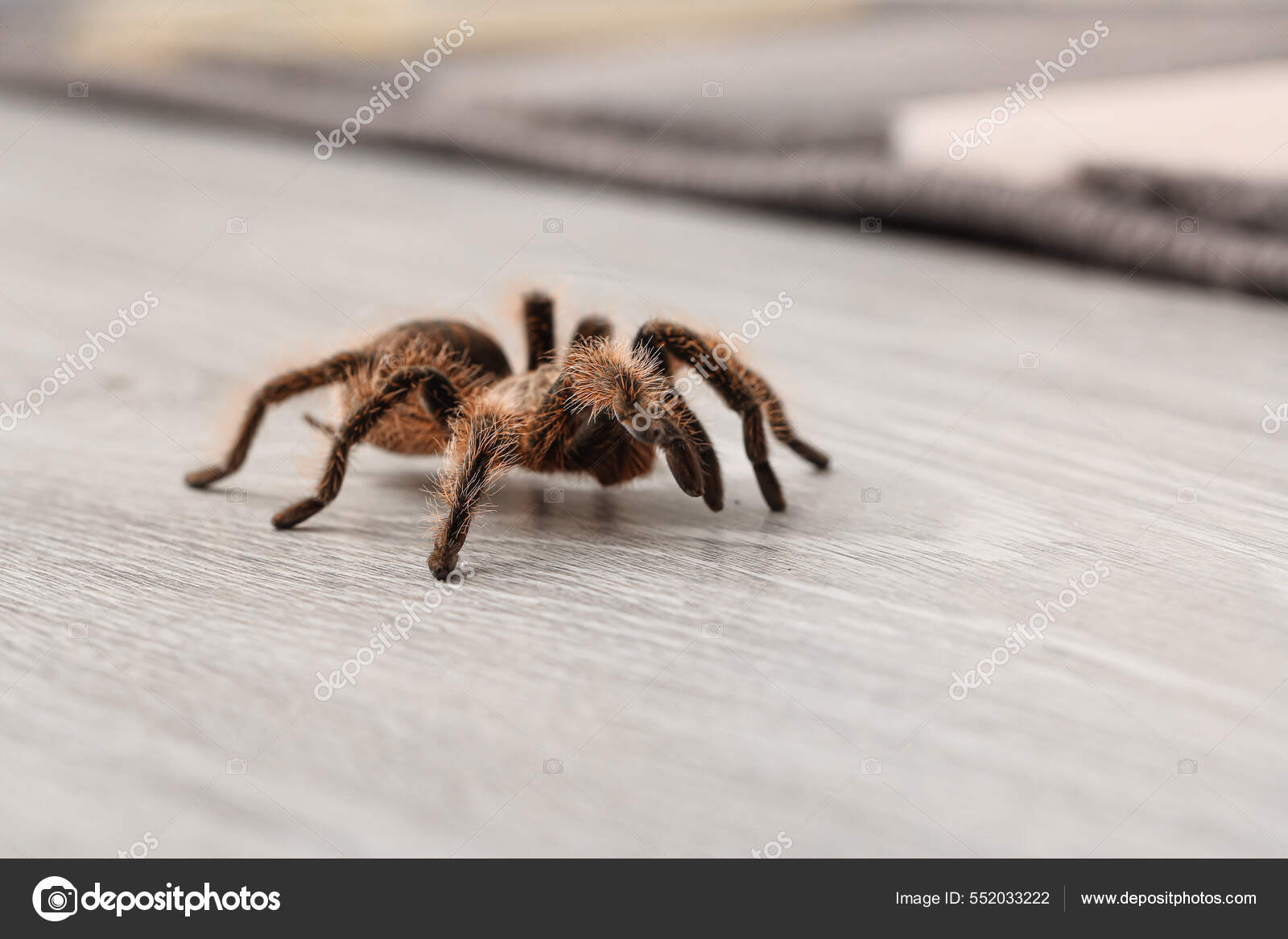Scary Tarantula Spider Floor Room Closeup Stock Photo by ©serezniy ...