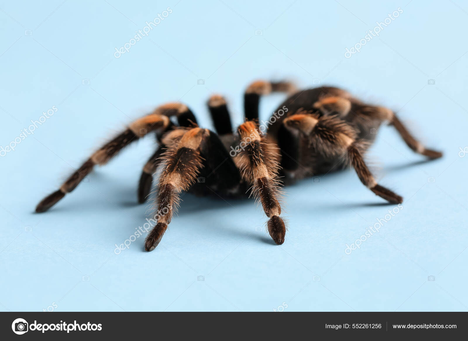 Scary Tarantula Spider Blue Background Stock Photo by ©serezniy 552261256
