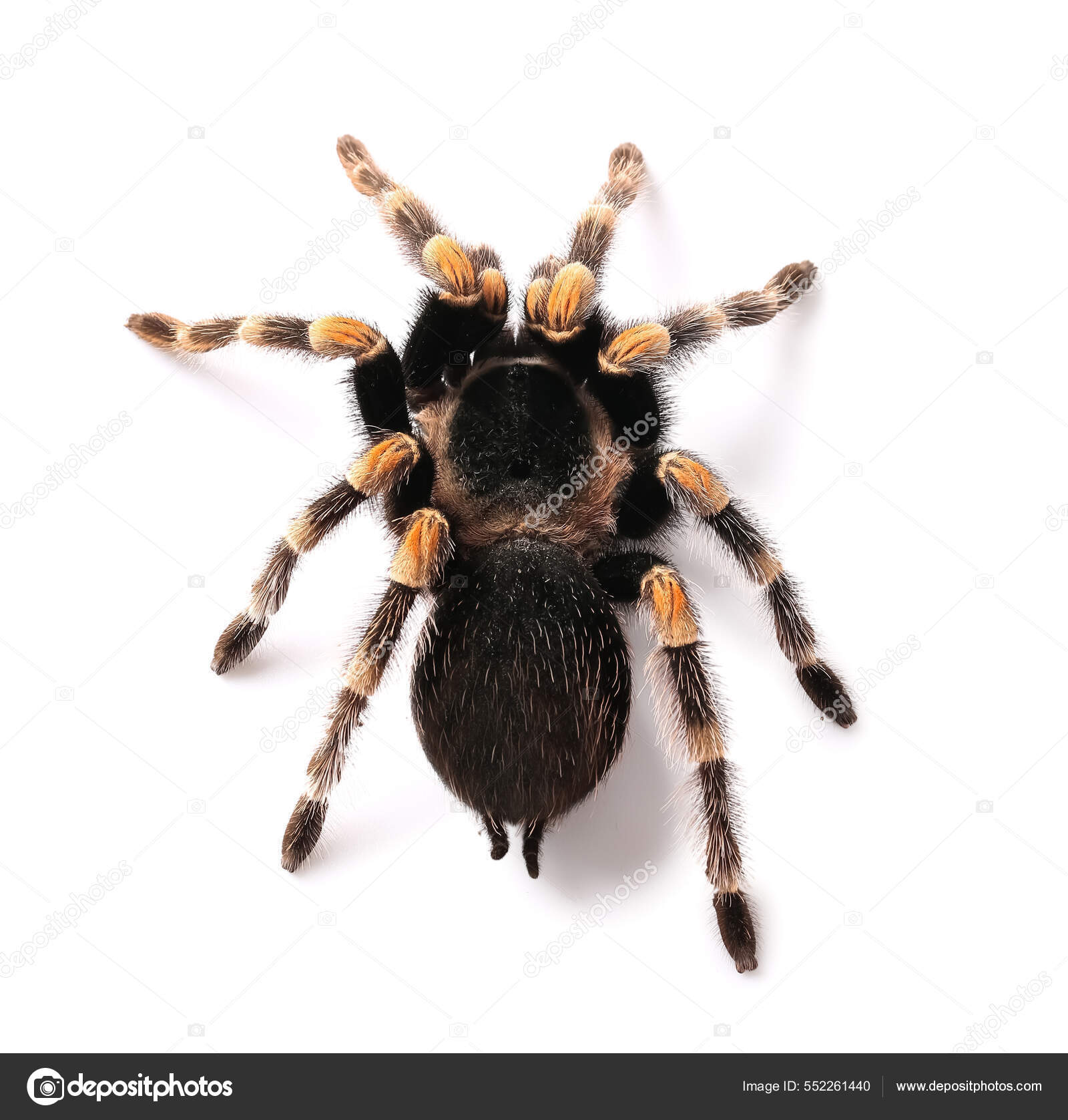 Scary Tarantula Spider White Background Stock Photo by ©serezniy 552261440