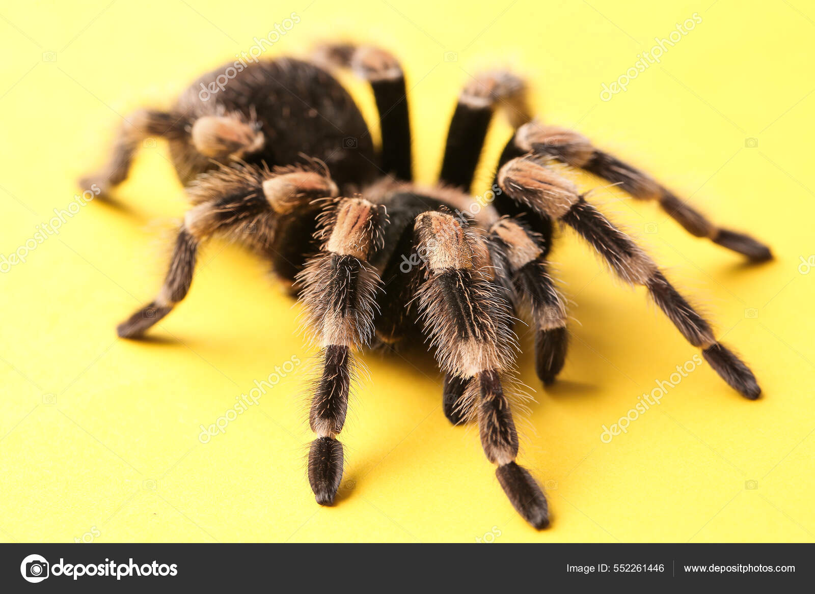 Black And Yellow Tarantula