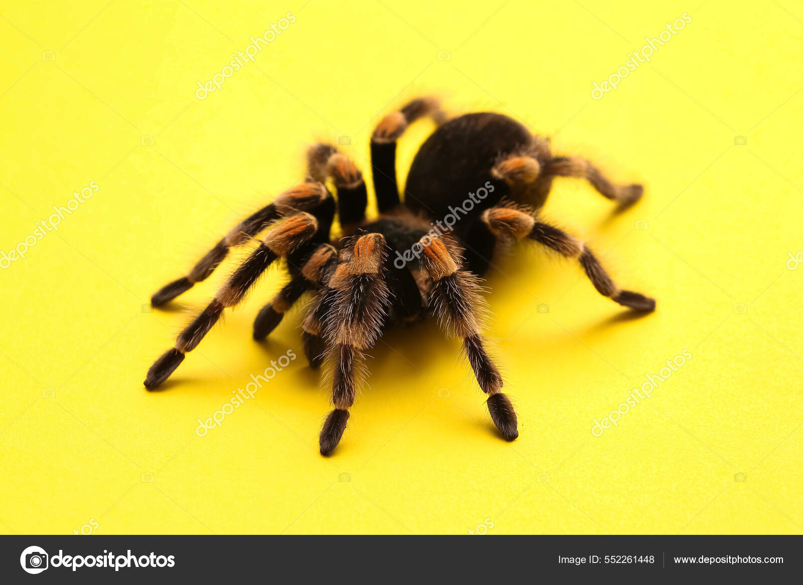 Yellow Tarantula