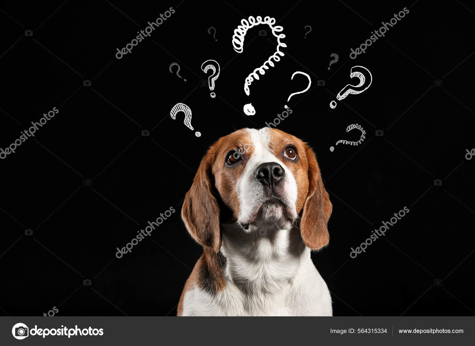 Funny Beagle Dog Question Marks Black Background Stock Photo by ...
