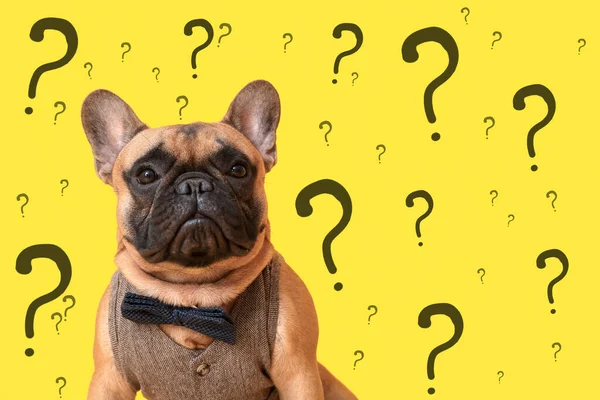 Perro interrogacion Stock Photos, Royalty Free Perro interrogacion ...