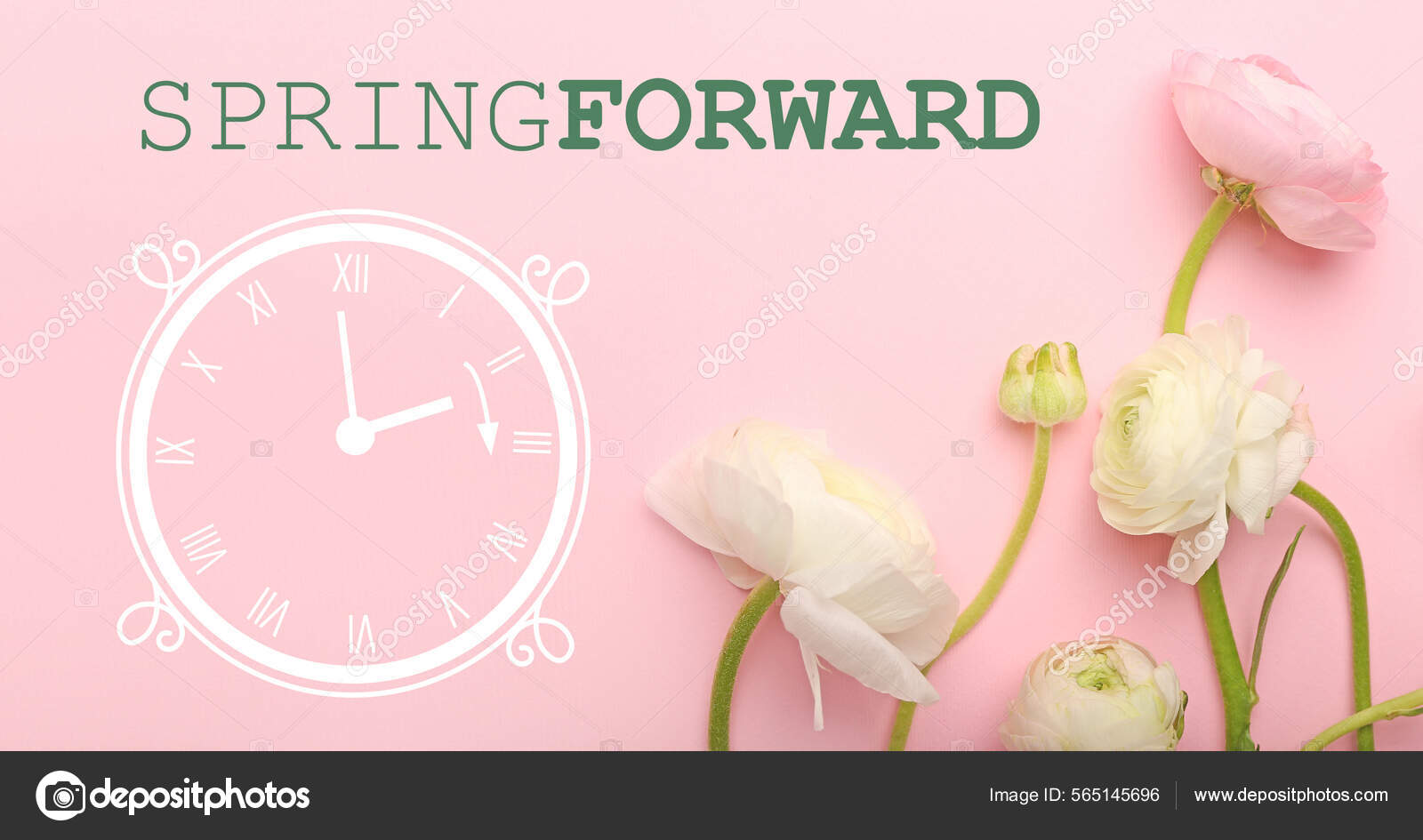 Beautiful Ranunculus Flowers Drawing Clock Pink Background Spring ...
