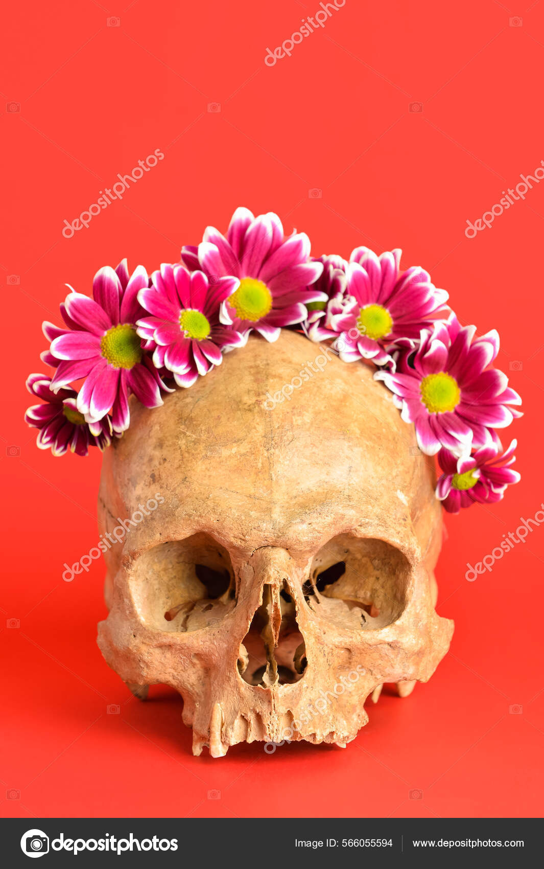 Human Skull Flowers Red Background — Stock Photo © serezniy #566055594