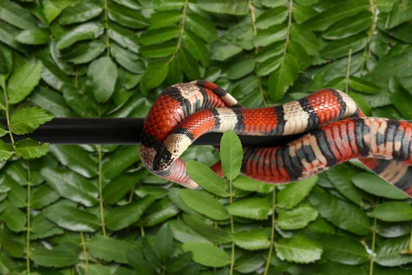 Machete snake fotos de stock, imágenes de Machete snake sin royalties ...