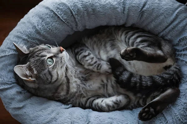 Cat beds Stock Photos, Royalty Free Cat beds Images | Depositphotos