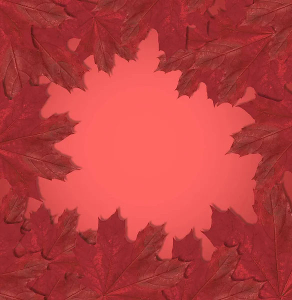 Red maple leaf Stock Photos, Royalty Free Red maple leaf Images ...